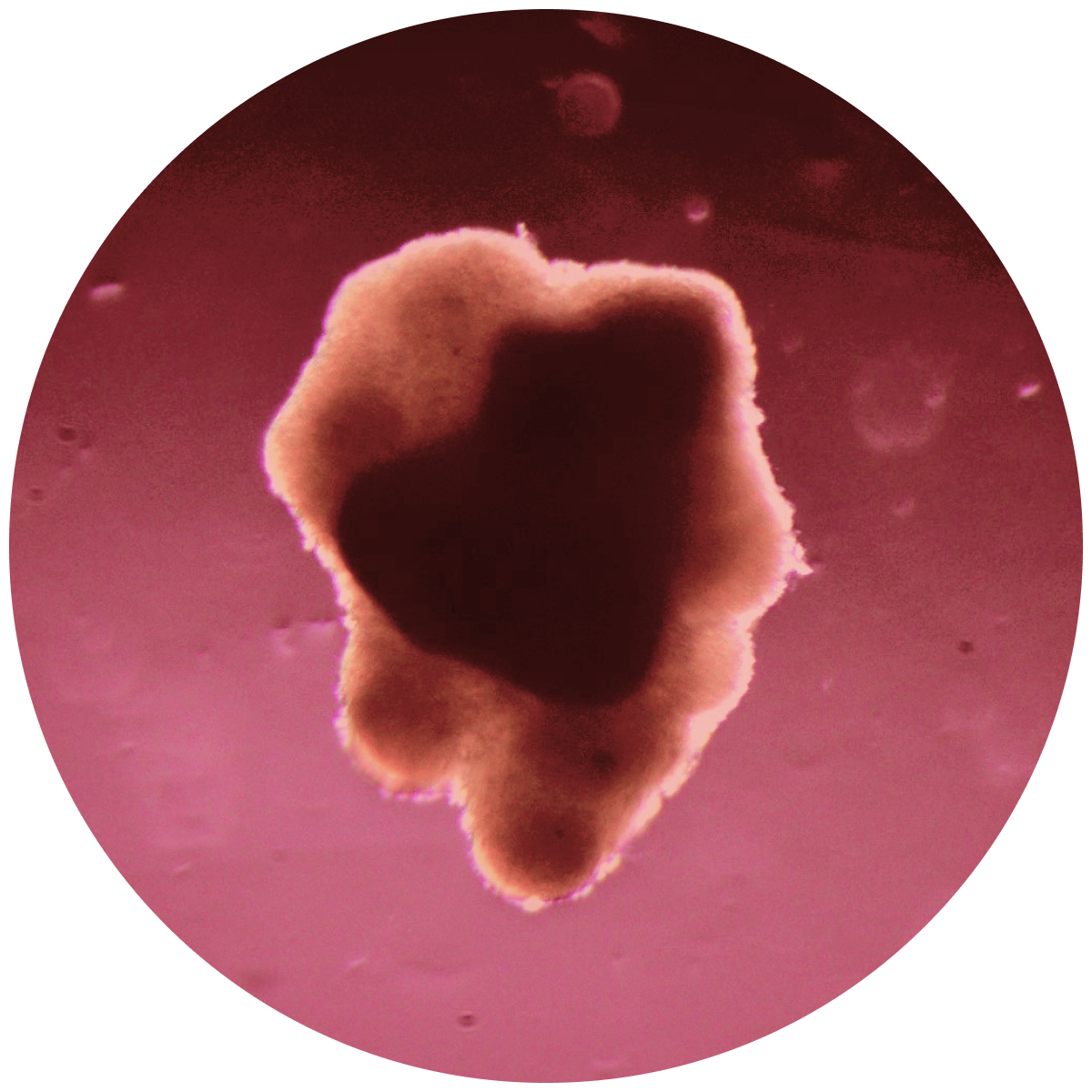 Space Meat – The 3D Printed Future of Astronaut Food | Aleph Farms ...