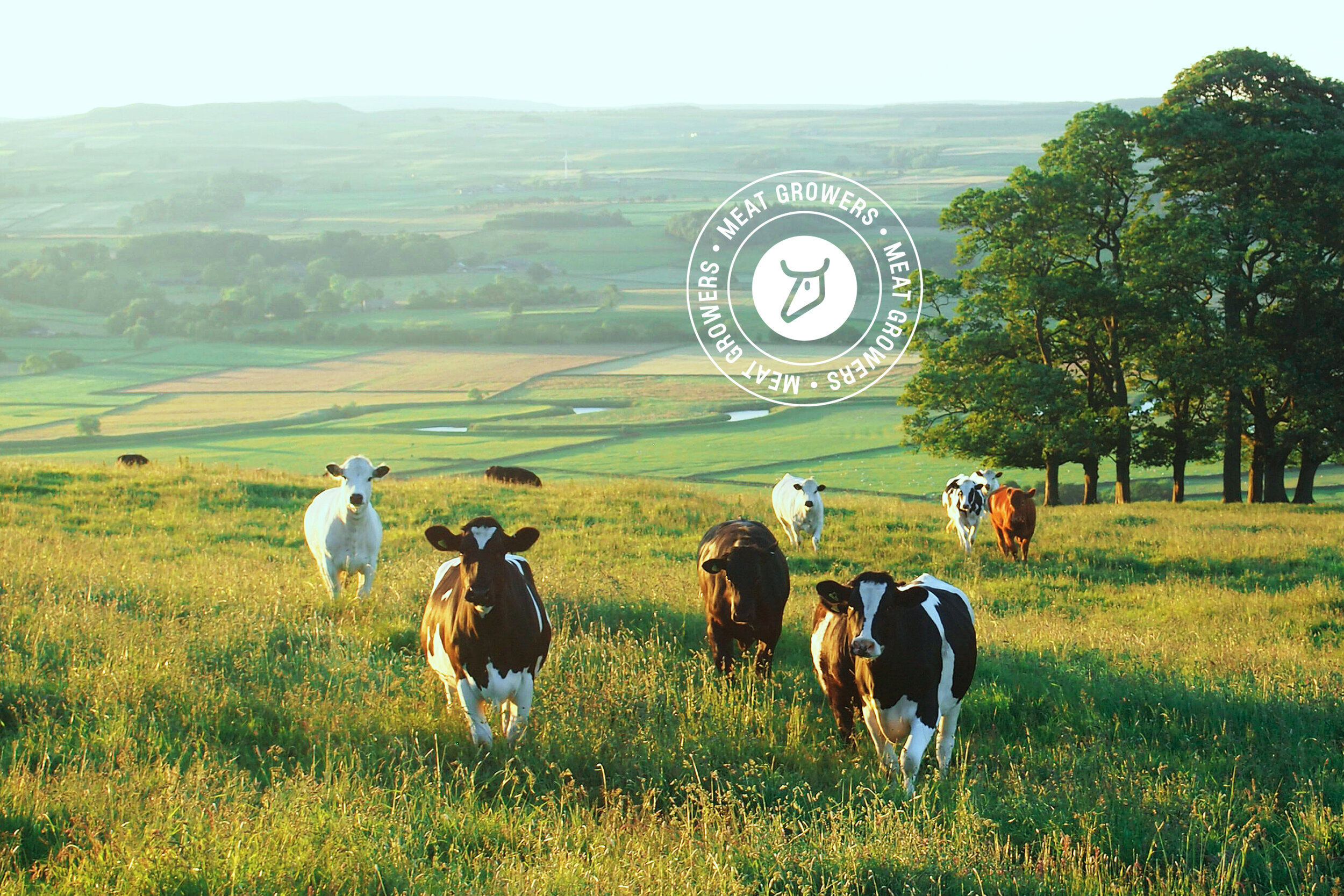 Steak Done Right. Sustainable, Cultivated Steaks | Aleph Farms