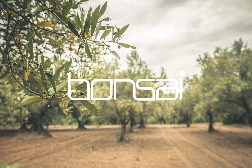 Bonsai Robotics — Serra Ventures, LLC