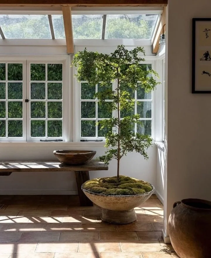 Living Design: Indoor Trees as Architectural Elements — No.15 Studio