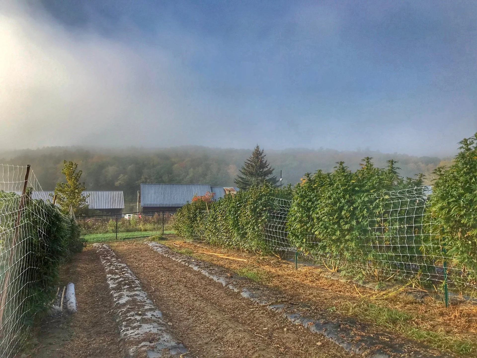 Wellman Farm - Massachusetts Cannabis Wholesaler