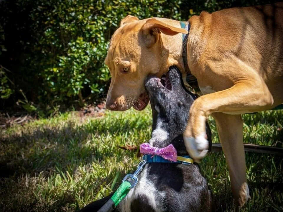 Poochie's Pet Rescue