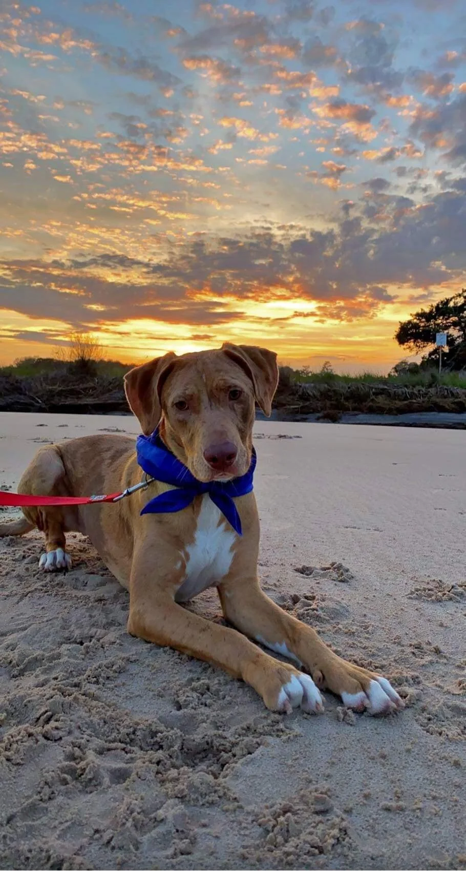 Poochie's Pet Rescue