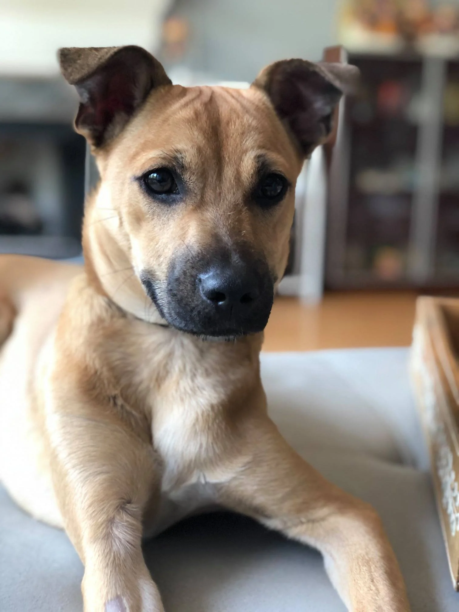 Poochie's Pet Rescue