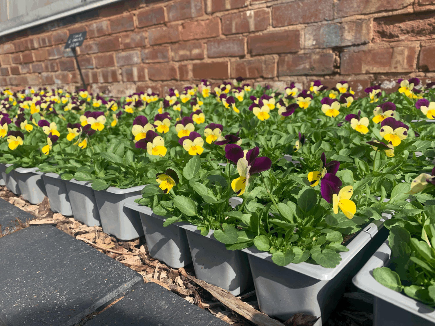 Shop — The Emily Jordan Foundation | Day services for adults with ...