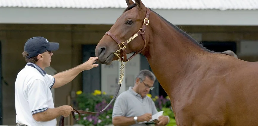 Understanding the Role of Your Bloodstock Agent — Mill Ridge
