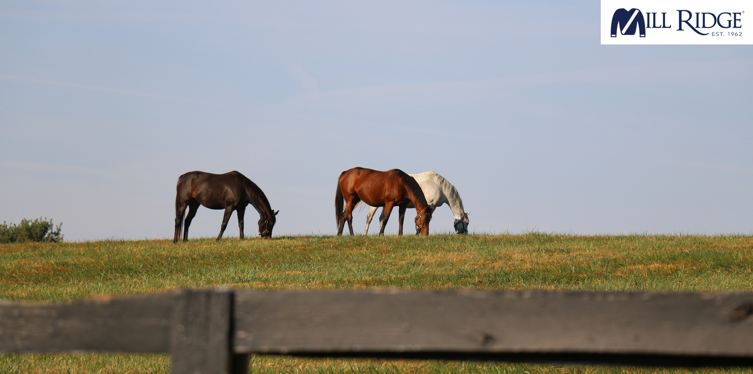 From Foal to Finish: Kentucky Horse Farms That Double as Thoroughbred ...