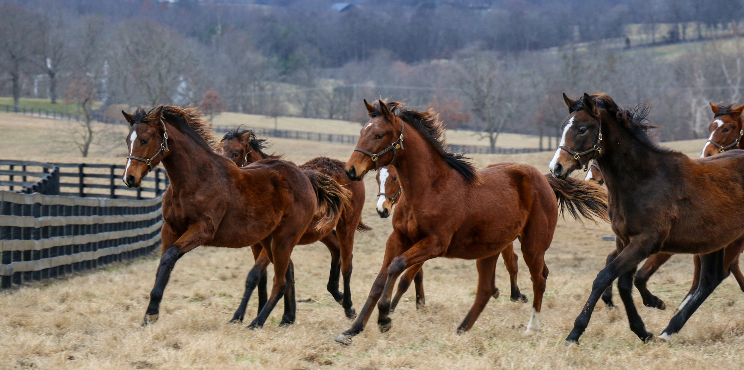 Meet the Yearlings on a Real Kentucky Horse Farm — Mill Ridge