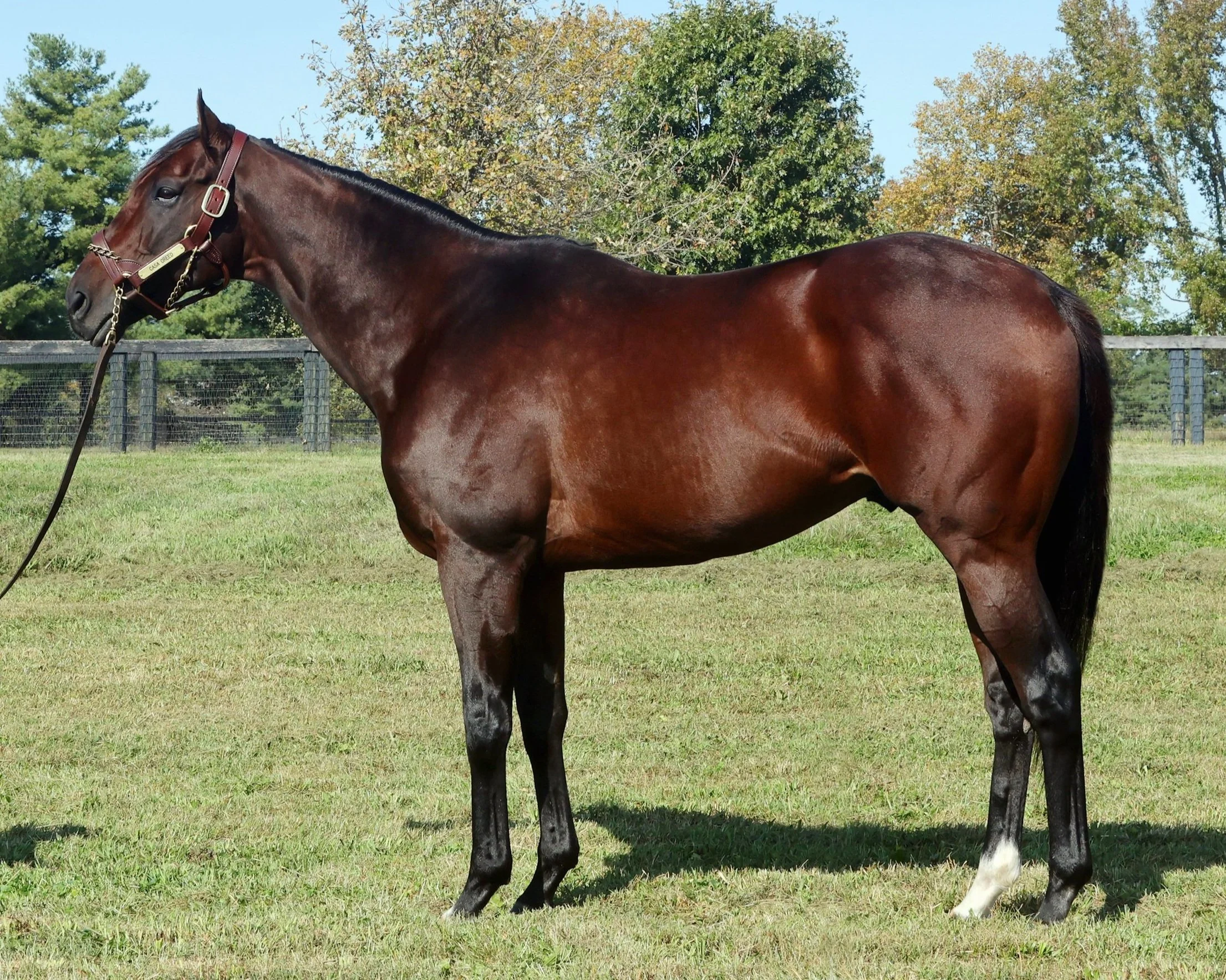 Stallions — Mill Ridge