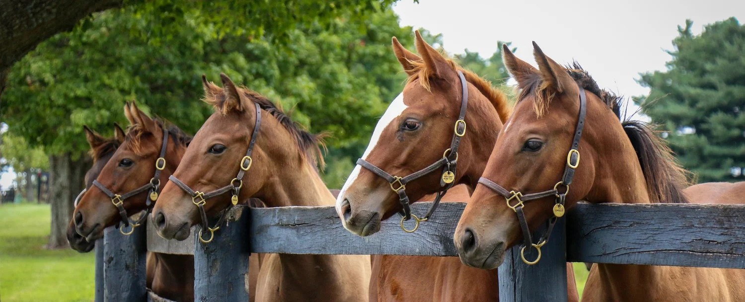 Welcome to Mill Ridge Farm — Mill Ridge