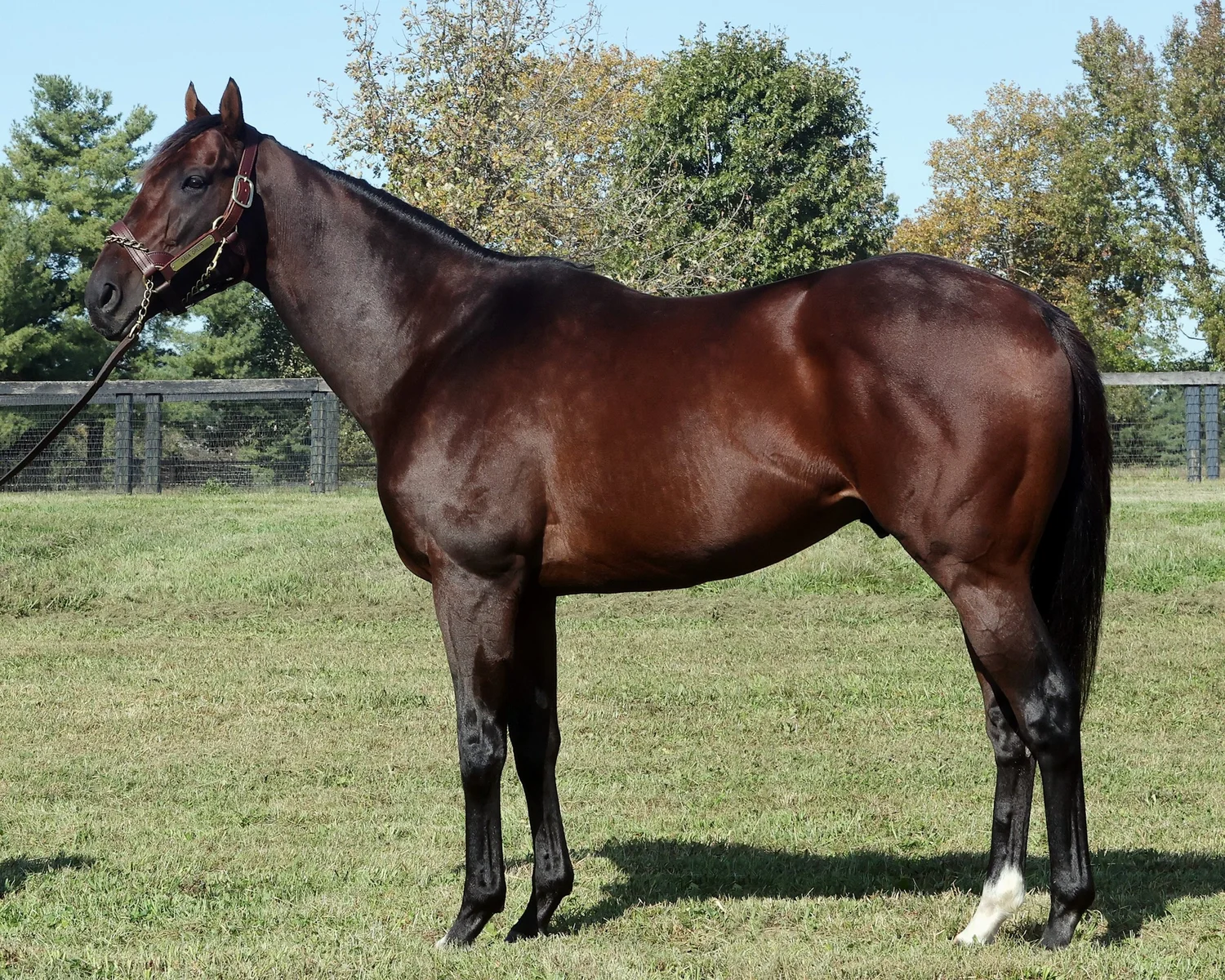 Stallions — Mill Ridge