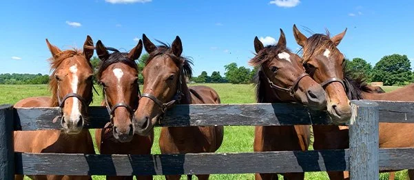 Visiting Kentucky? Don’t miss this Lexington, Kentucky Horse Farm Tour ...