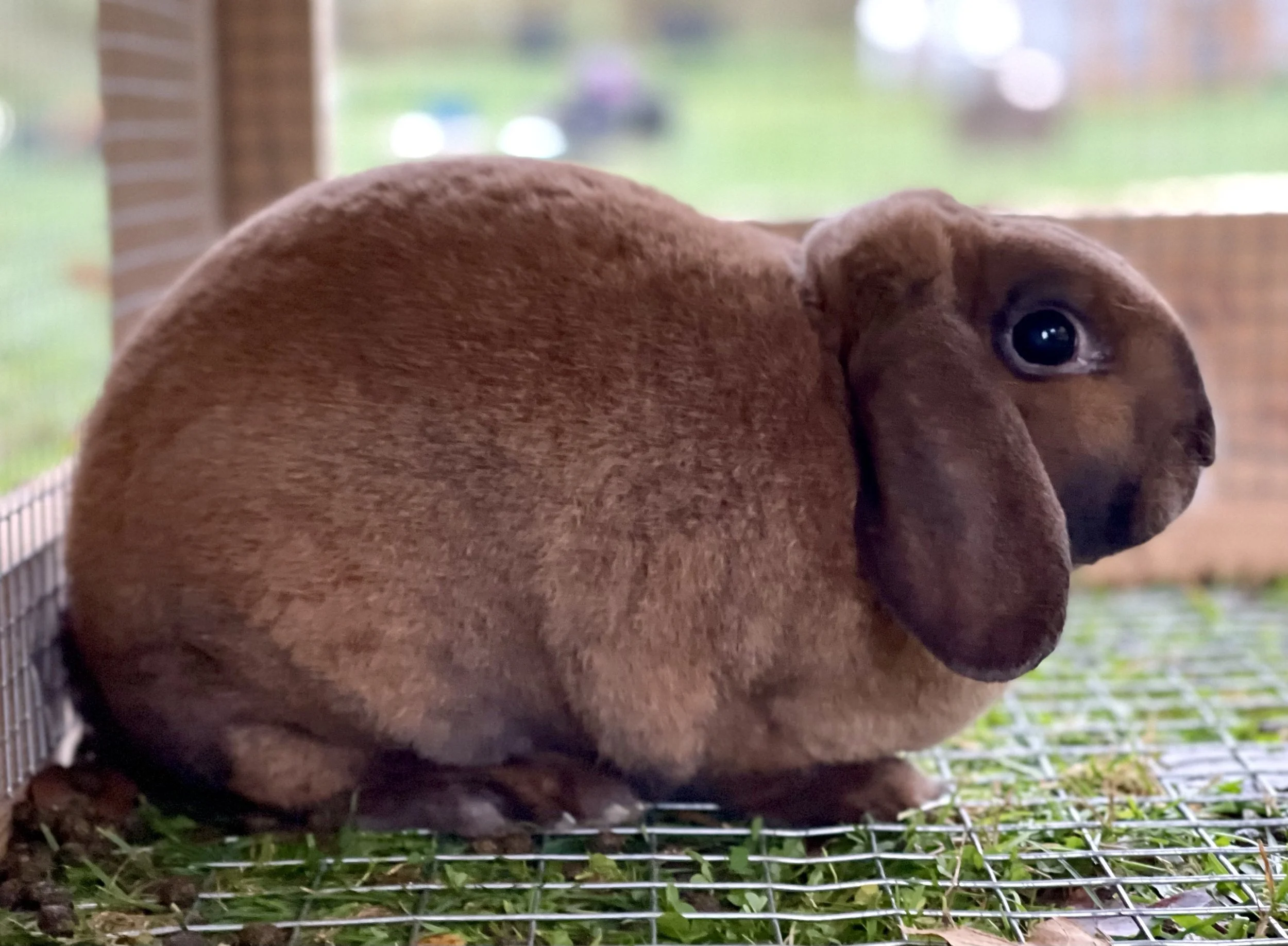Our Rabbits — Sweet Huckleberry Farm