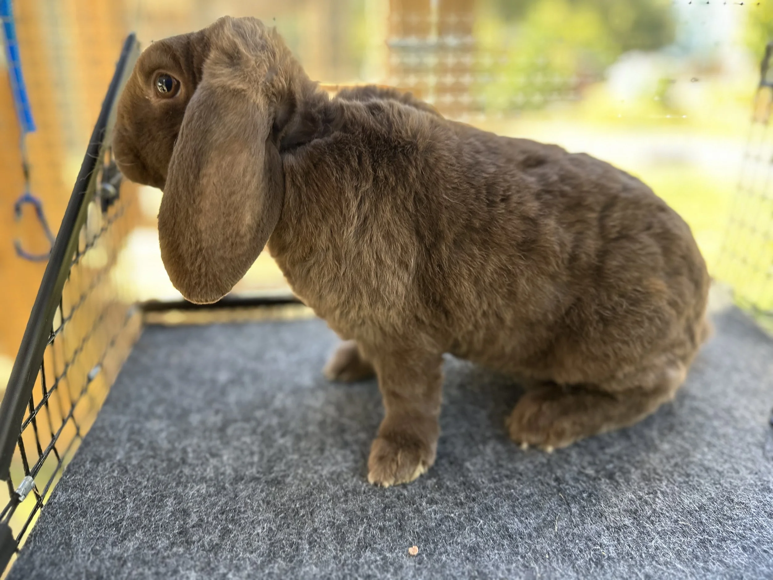 Rabbits for sale — Sweet Huckleberry Farm