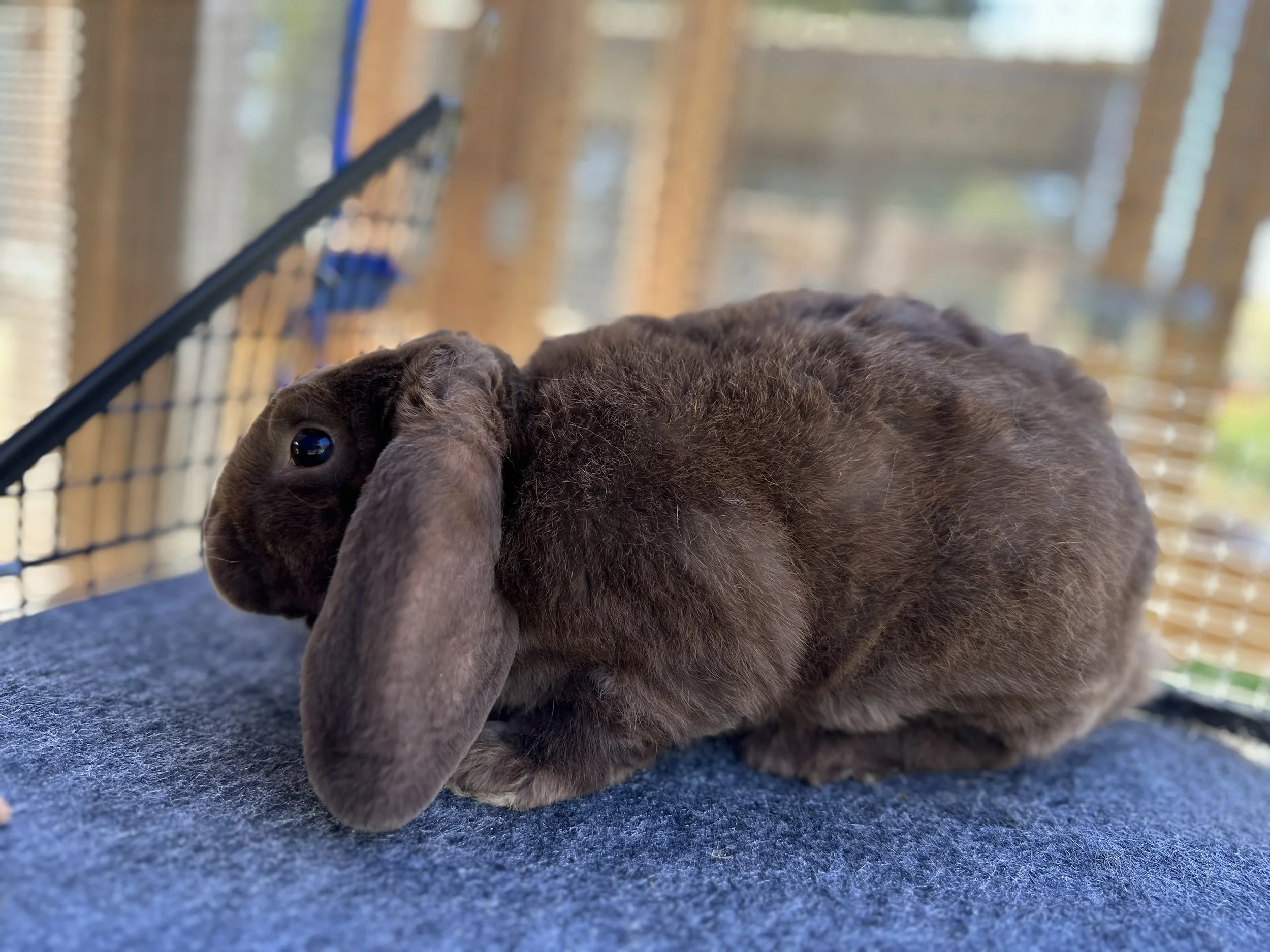 Rabbits for sale — Sweet Huckleberry Farm