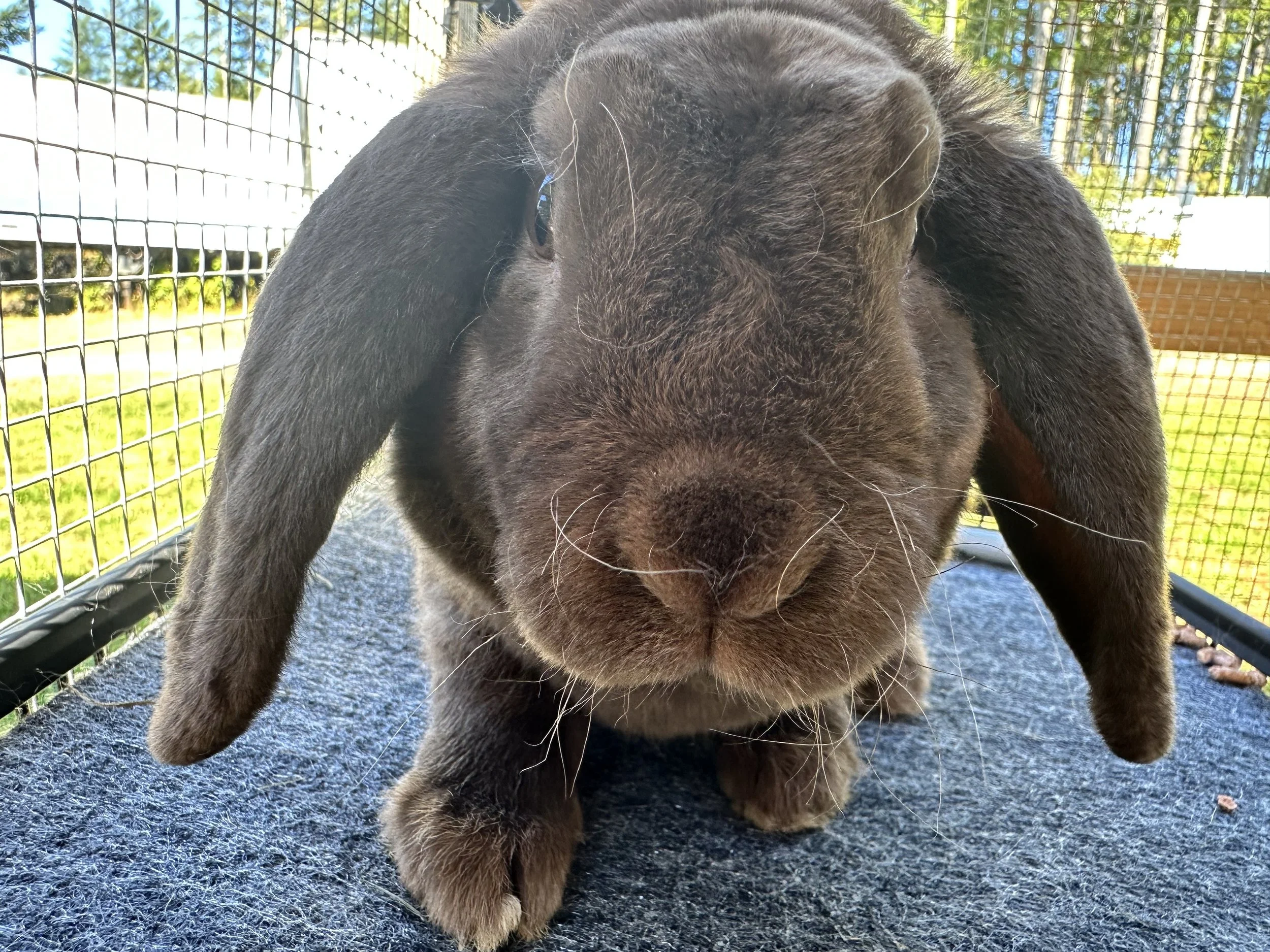 Rabbits for sale — Sweet Huckleberry Farm