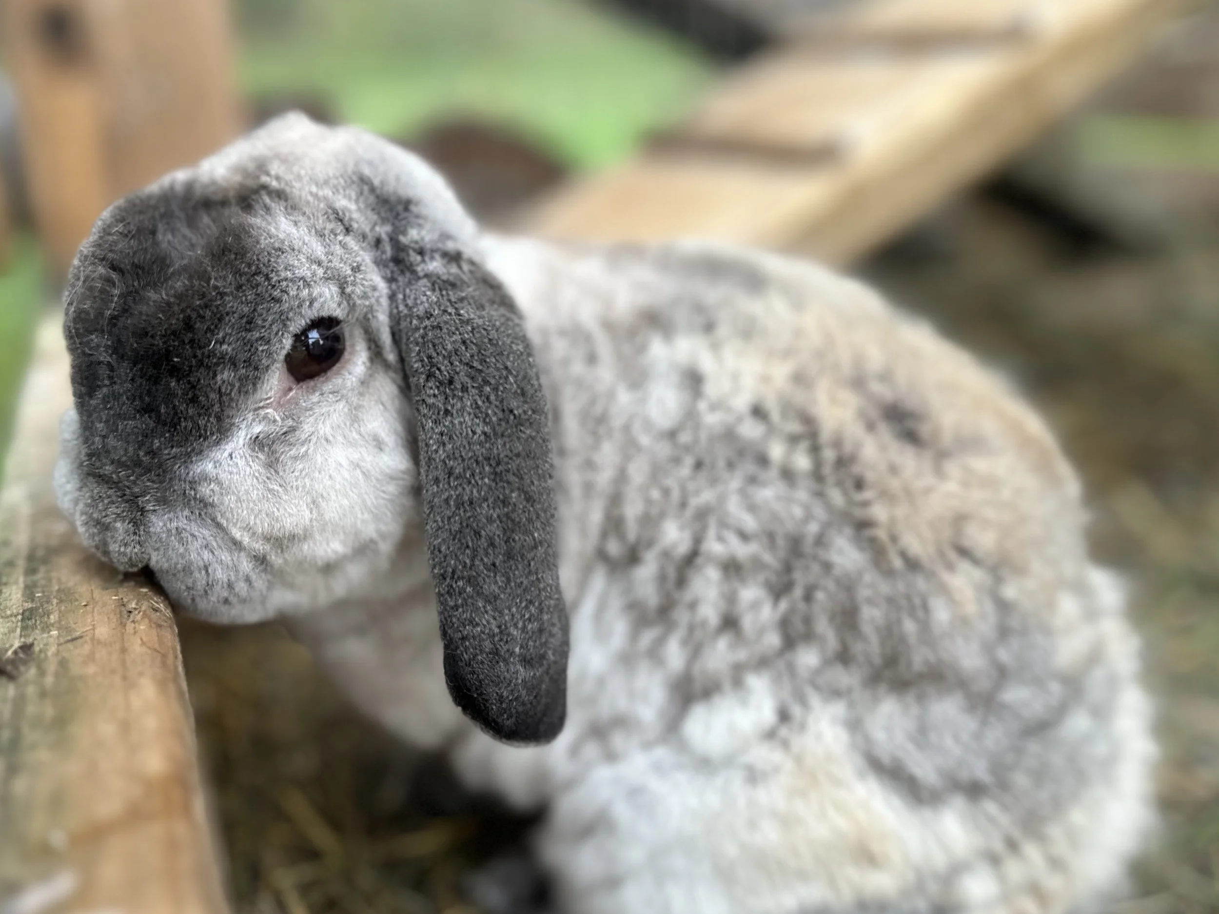 Rabbits for sale — Sweet Huckleberry Farm
