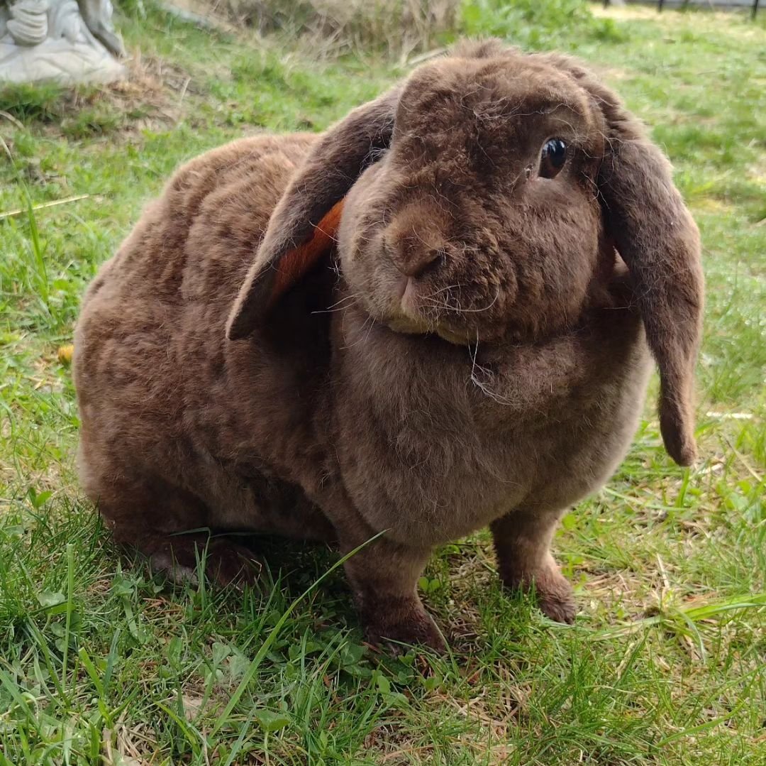 Our Rabbits — Sweet Huckleberry Farm