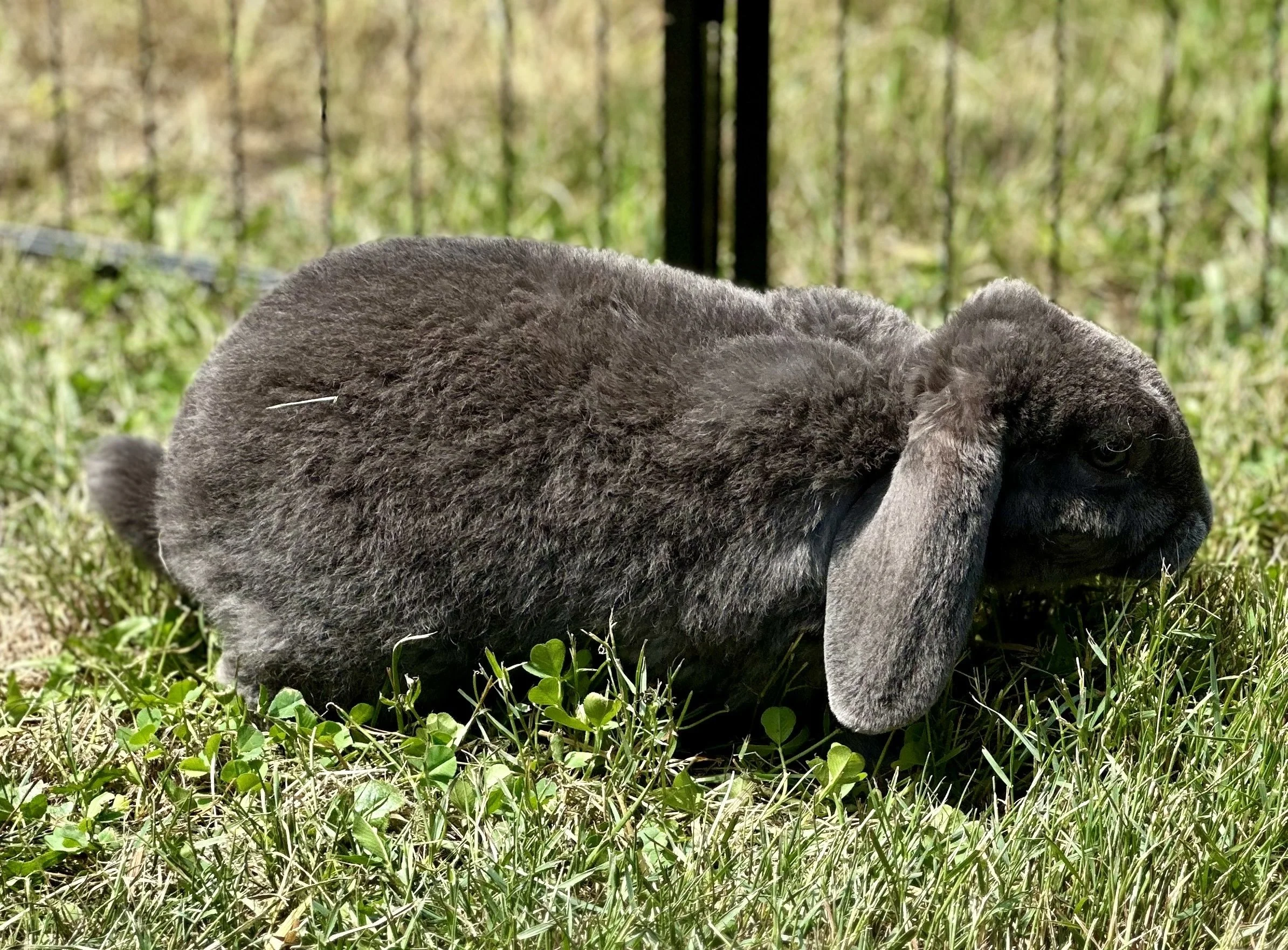 Rabbits for sale — Sweet Huckleberry Farm
