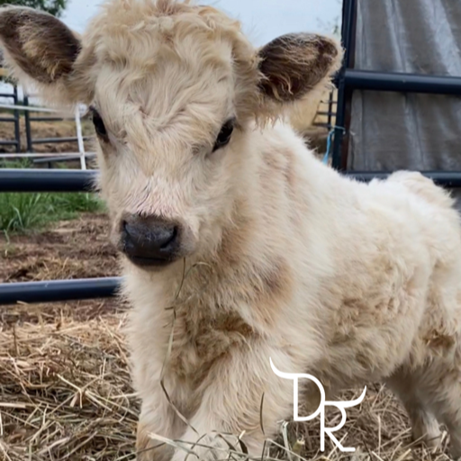Mini Cattle — Deer Run Hay Co. & Cattle