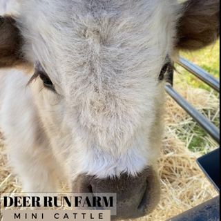 Mini Cattle — Deer Run Hay Co. & Cattle
