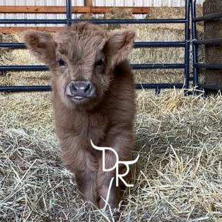 Mini Cattle — Deer Run Hay Co. & Cattle