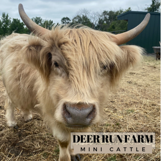 Mini Cattle — Deer Run Hay Co. & Cattle