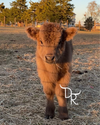 Mini Cattle — Deer Run Hay Co. & Cattle