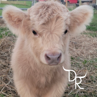 Mini Cattle — Deer Run Hay Co. & Cattle