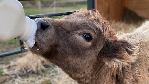 Mini Cattle — Deer Run Hay Co. & Cattle