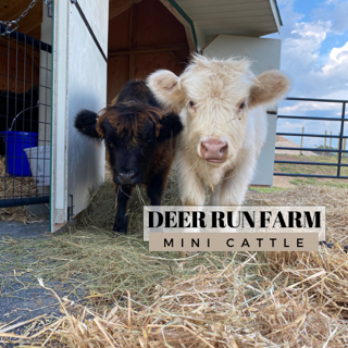 Mini Cattle — Deer Run Hay Co. & Cattle