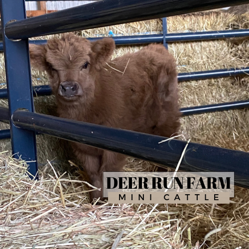 Mini Cattle — Deer Run Hay Co. & Cattle