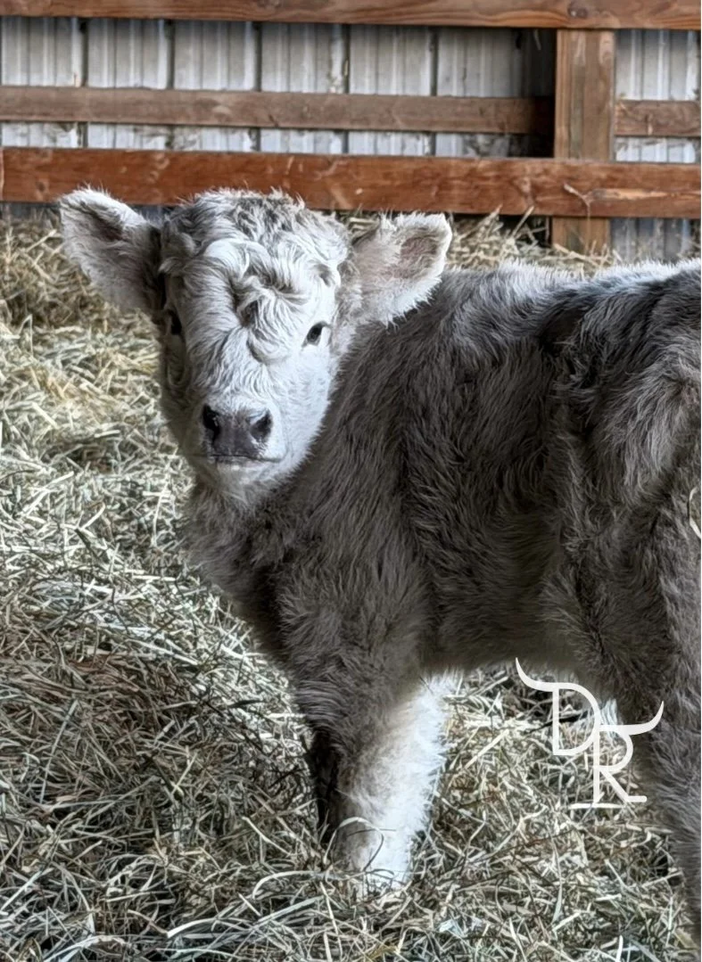 Mini Cattle — Deer Run Hay Co. & Cattle