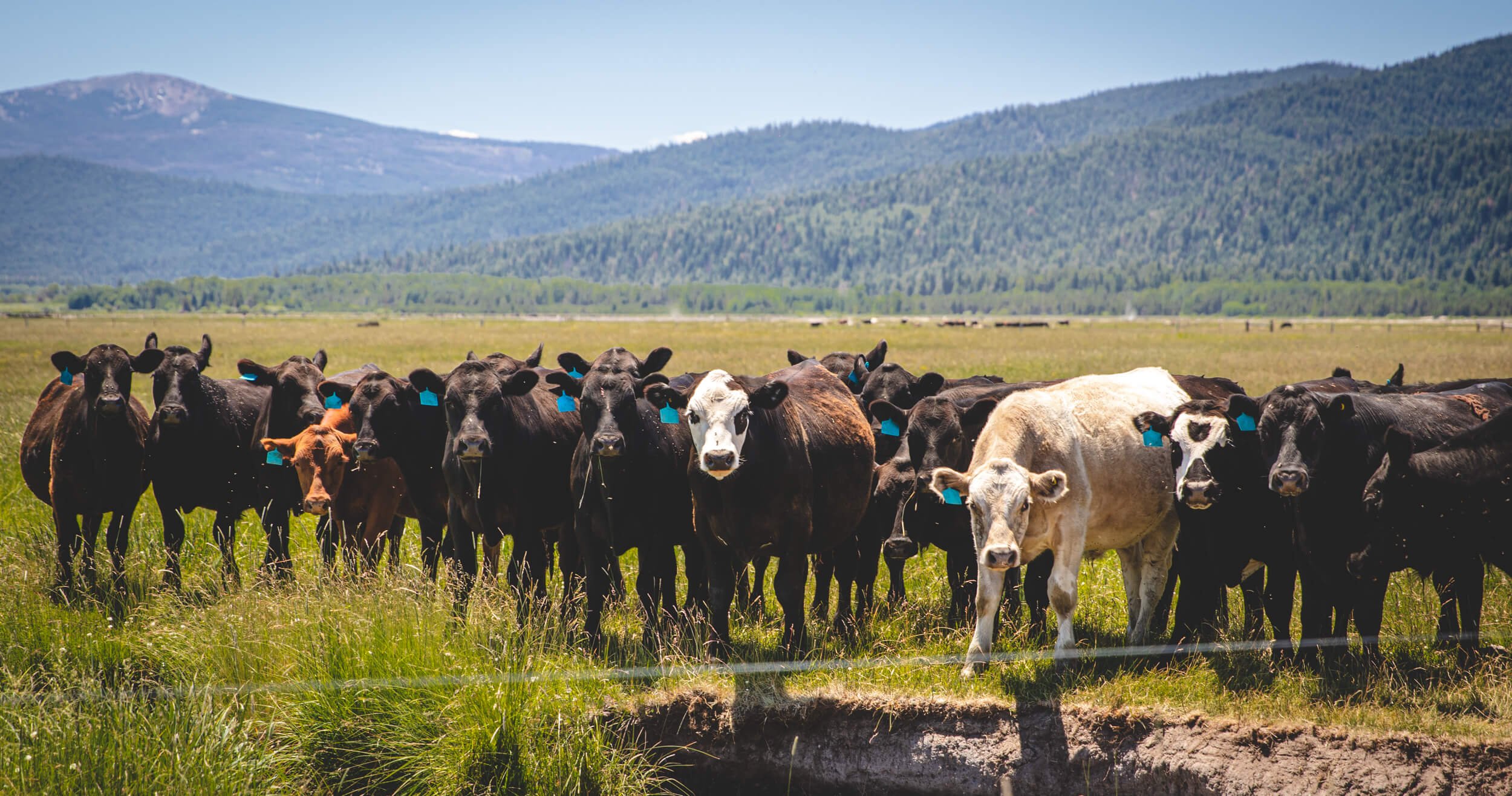 Rancher Butcher Chef