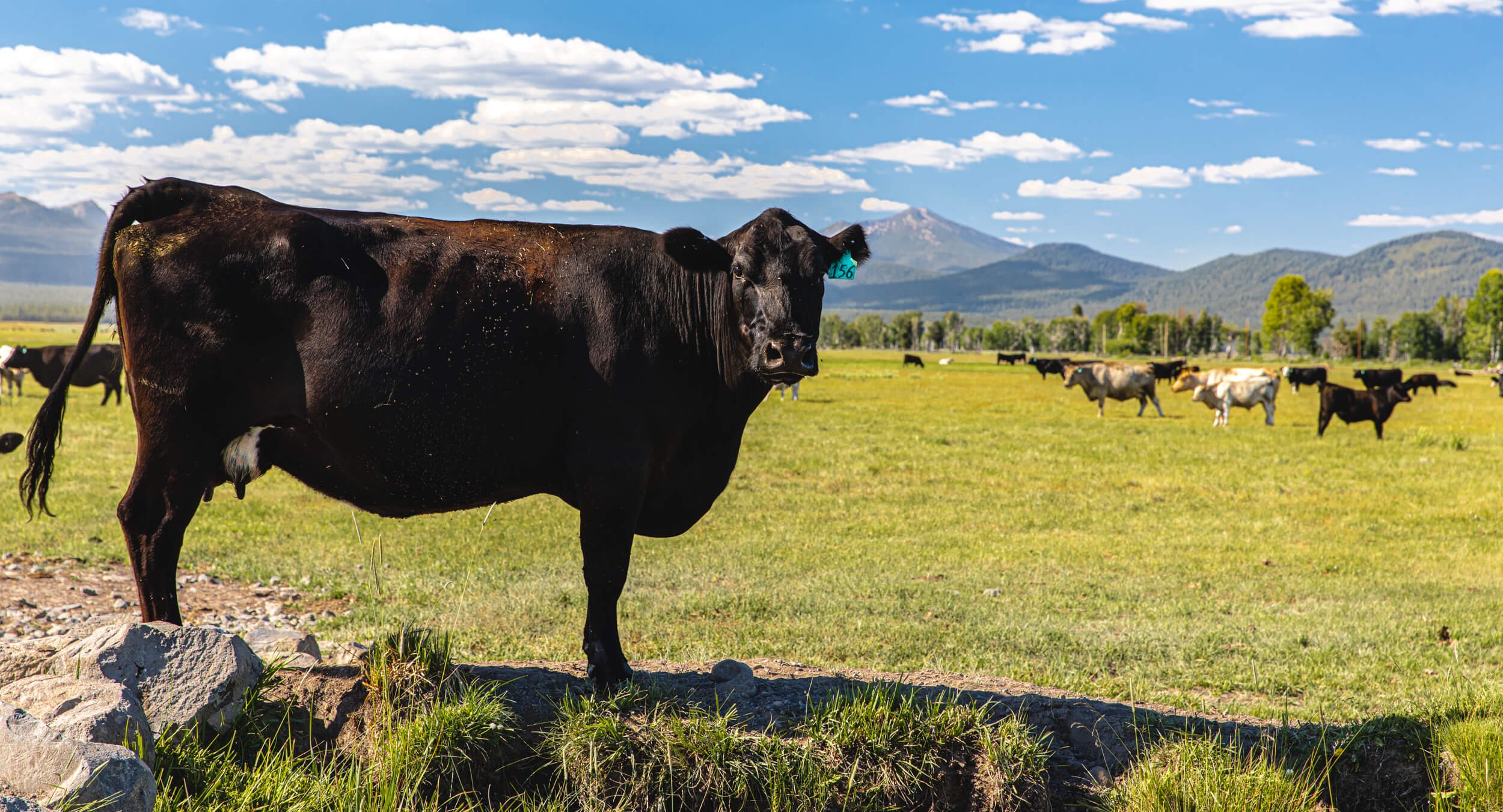 Rancher Butcher Chef