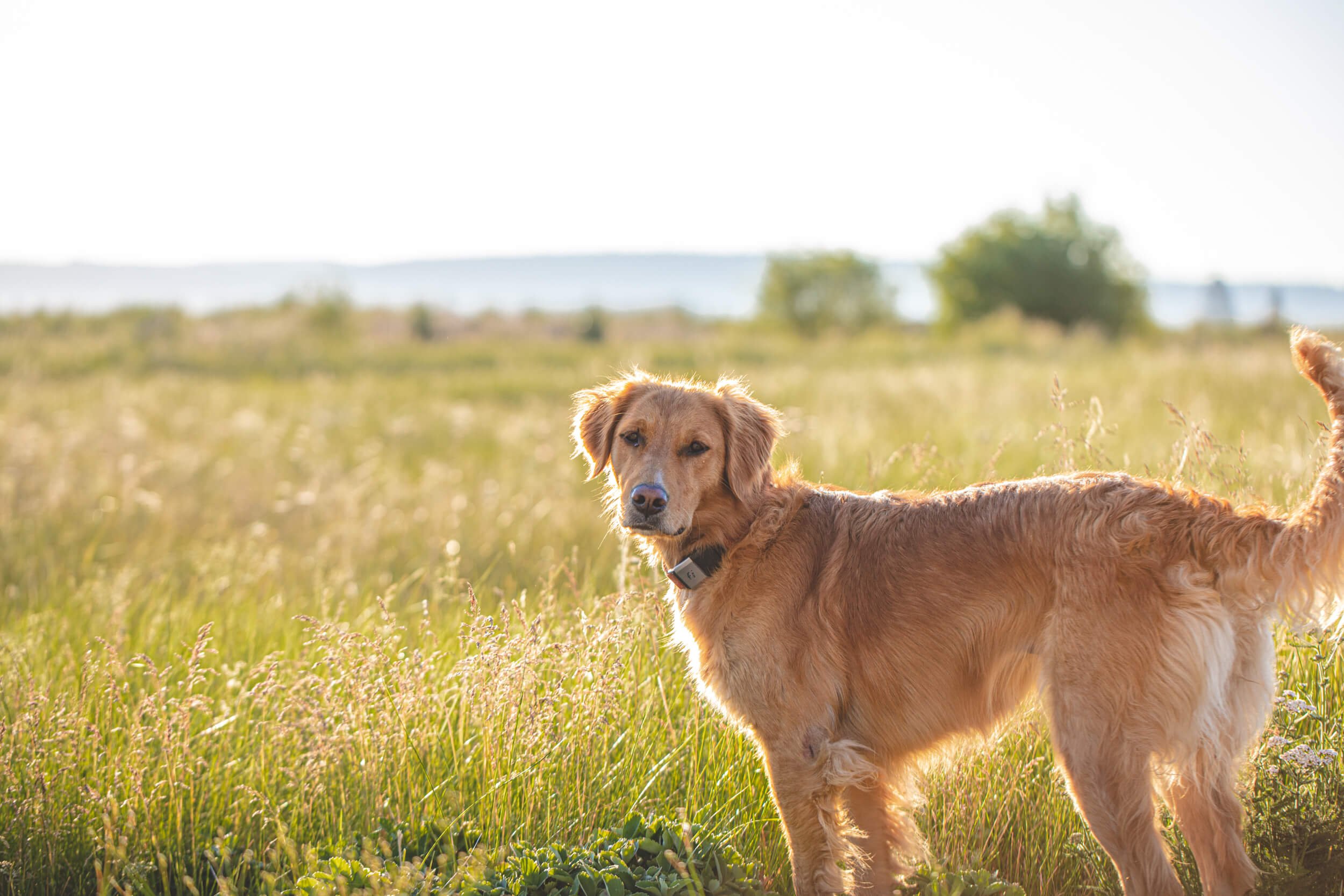 Rancher Butcher Chef