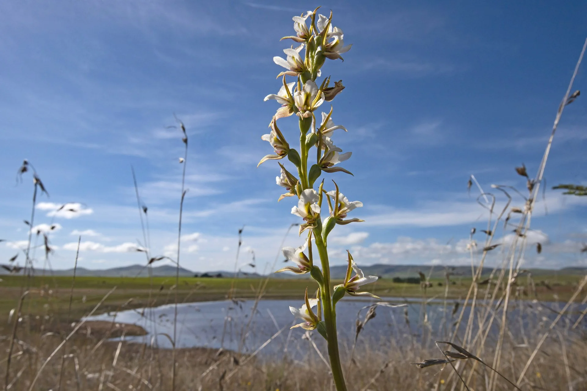 Saving threatened orchids — Landscape Recovery Foundation