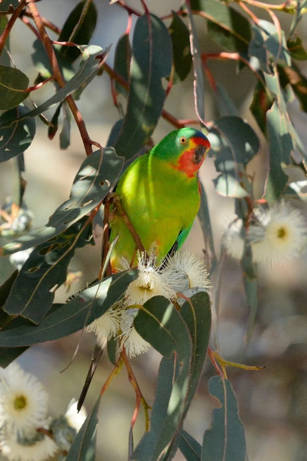 Swift Parrot Conservation — Landscape Recovery Foundation
