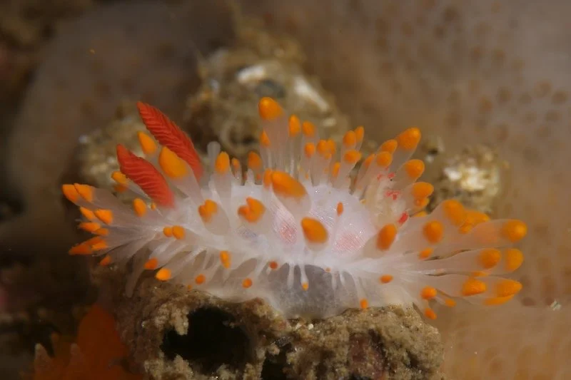 Nudibranch — Bay Area Underwater Explorers