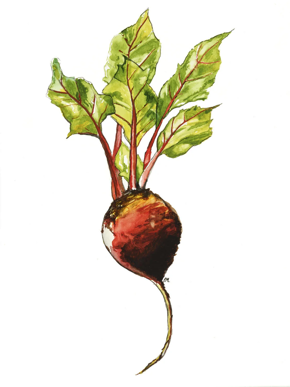 Botanical Drawing Beet
