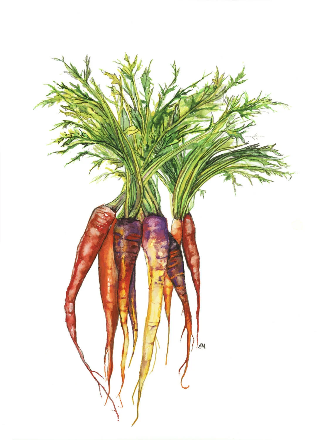 Carrot Botanical Illustration