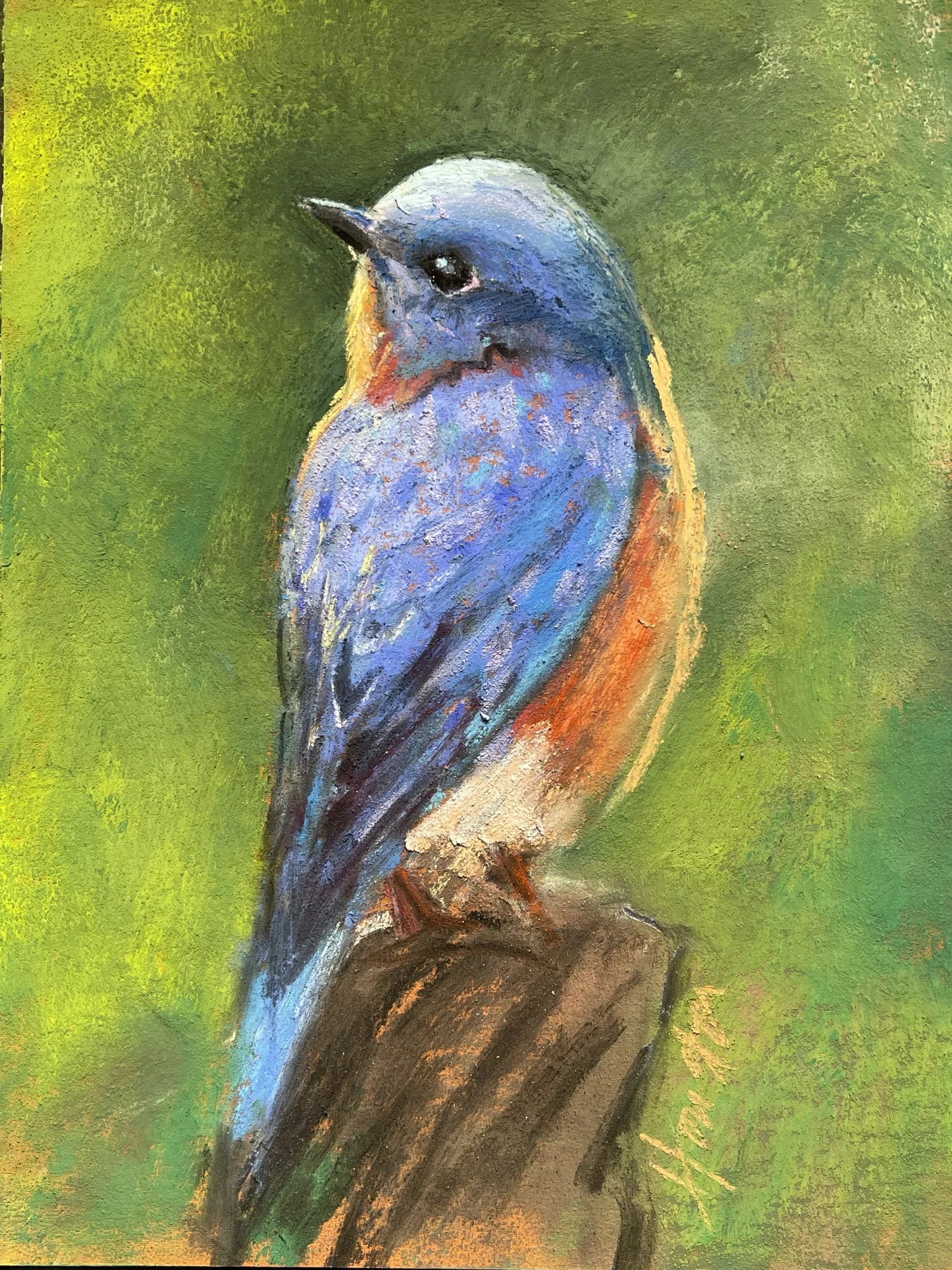 Bird Archive — Amanda Houston