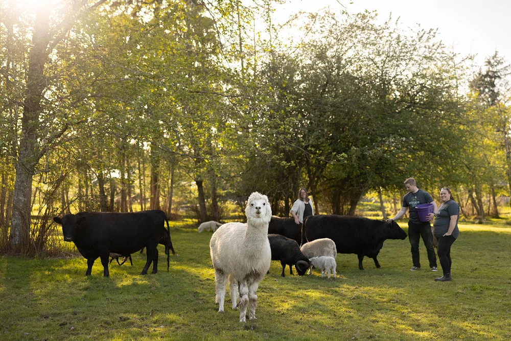 OUR ANIMALS — Hough Heritage Farm