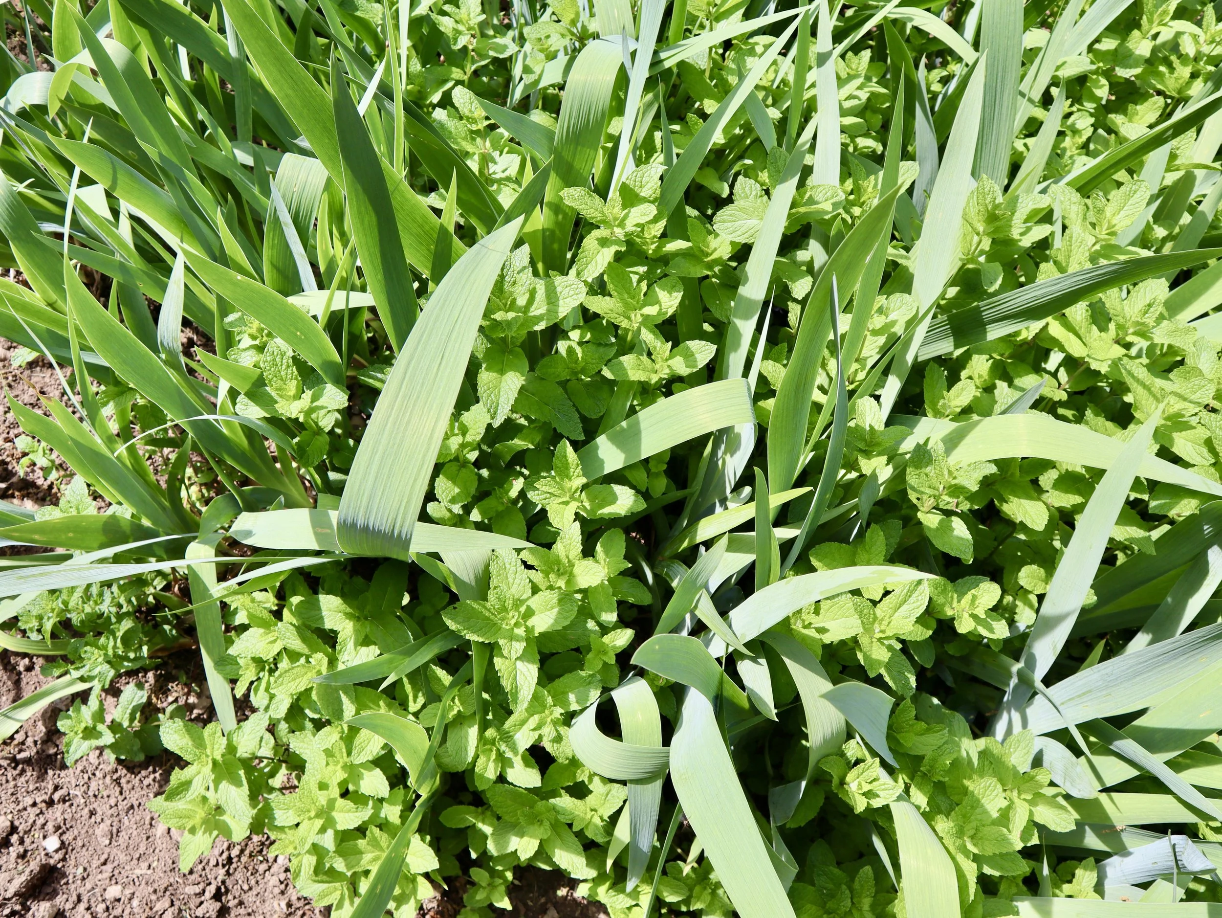 Mint & More! — Holly Hill