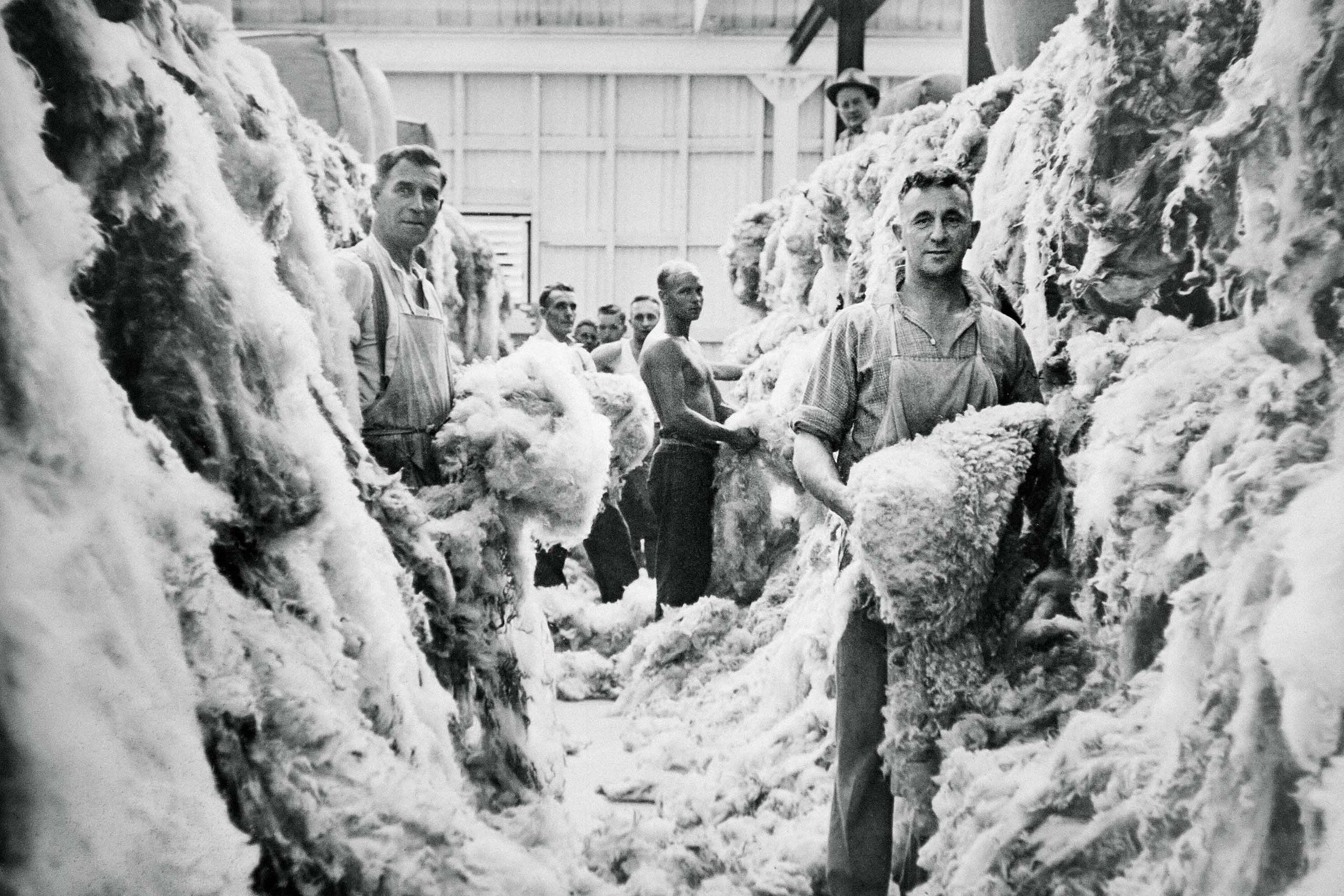 Wisewool – Engineering Natures Cleverness