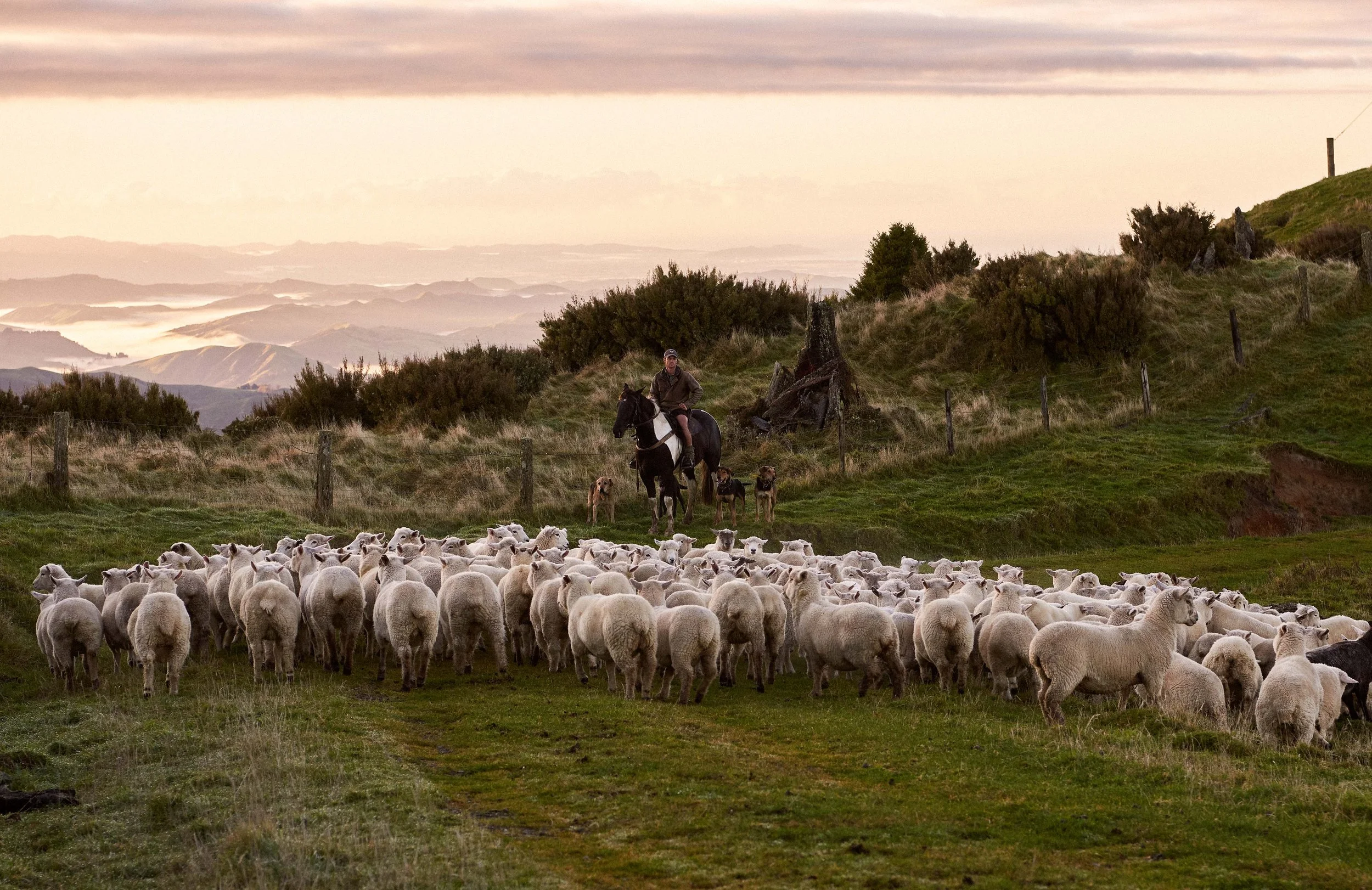 What Is Strong Wool? | Properties & Uses Explained — Wisewool