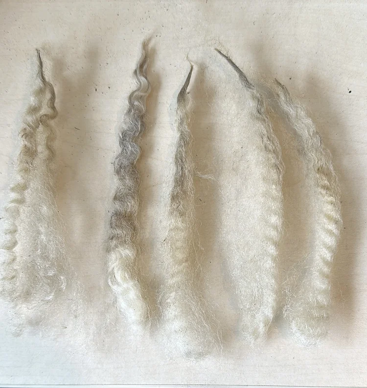 Wisewool™ Wool Glossary: Essential Wool Terms Explained — Wisewool