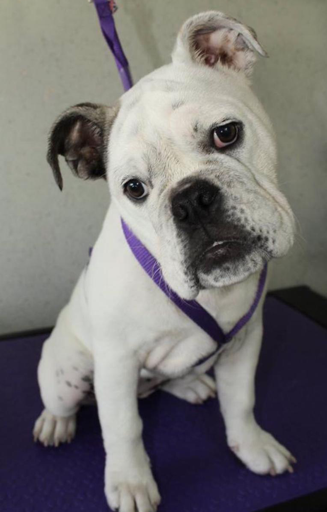 Colin Taylor Dog Grooming Products