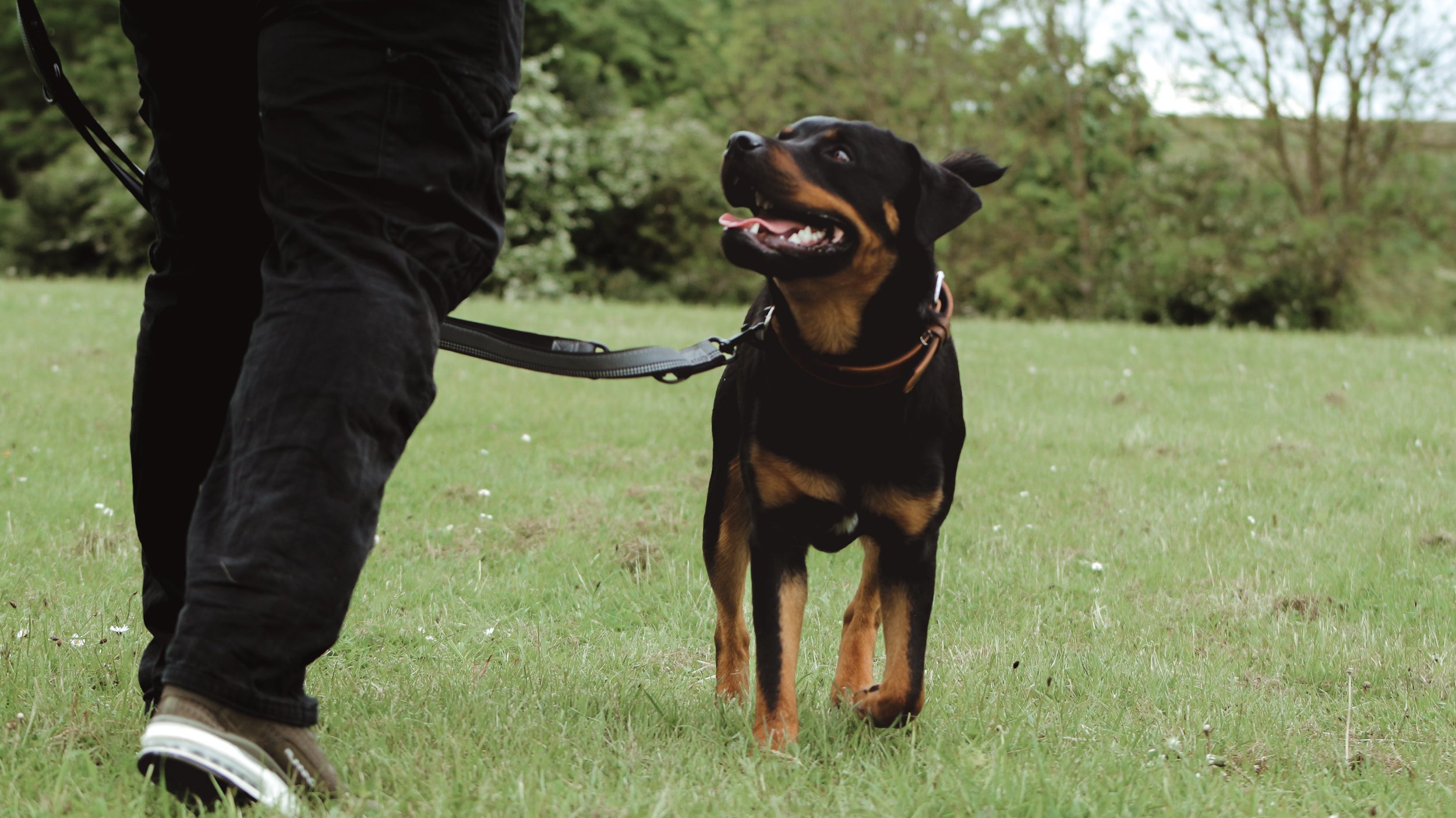 What Are The Different Types Of Dog Training