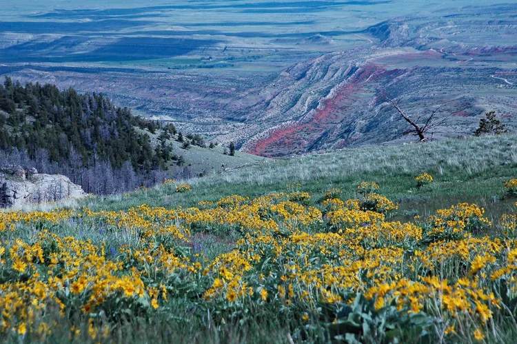 Why are the Pryors Special? — The Pryor Mountains